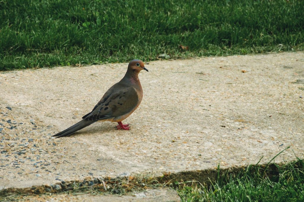 Dove – Tech in the Trenches